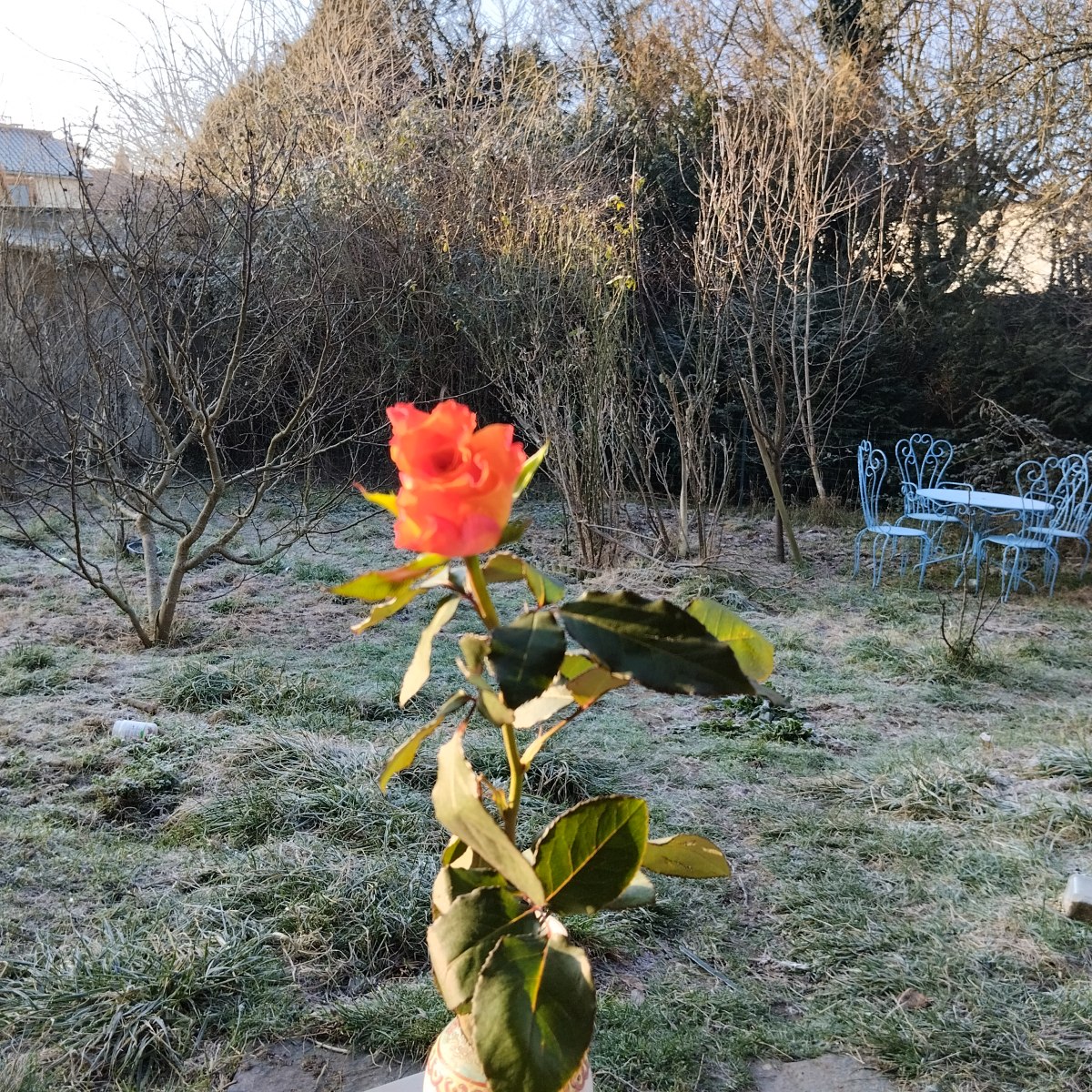 Rose de Saint Valentin sur fond de jardin – CécileValentine